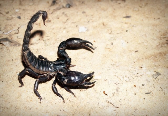 How to Care for Your Pet Scorpion - GeoZoo.org