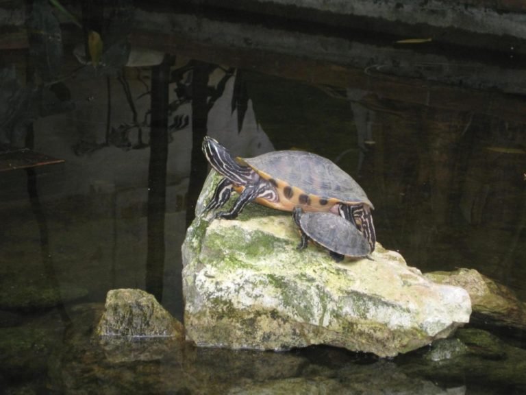 The 12 Coolest Pet Turtle Habitats (with photos) - GeoZoo.org