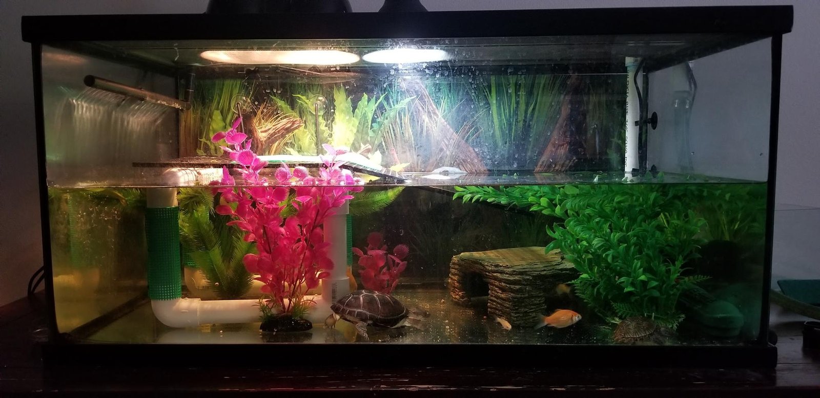Not all aquariums have to be huge to keep your pet healthy, this one is ...