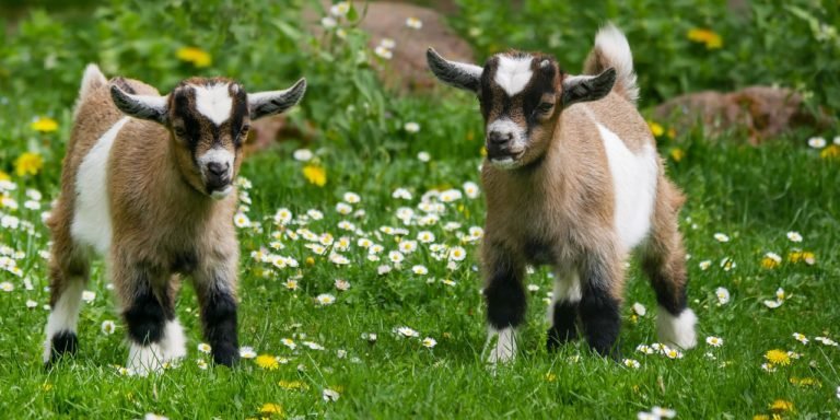 How to Care for Your Pet Goat - GeoZoo.org