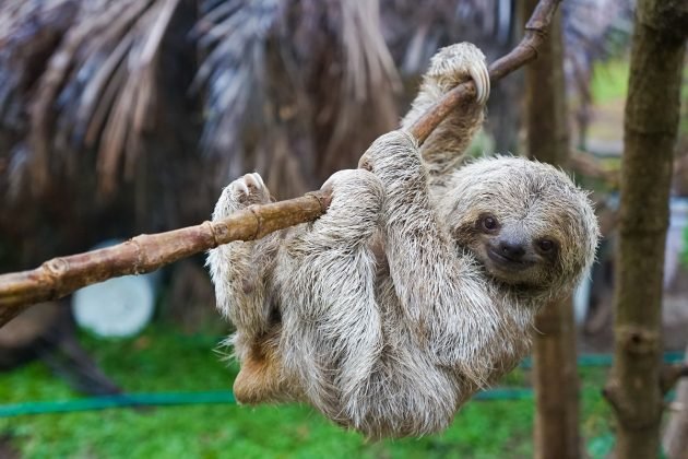 Sloths as Pets - Everything You Need To Know - GeoZoo.org