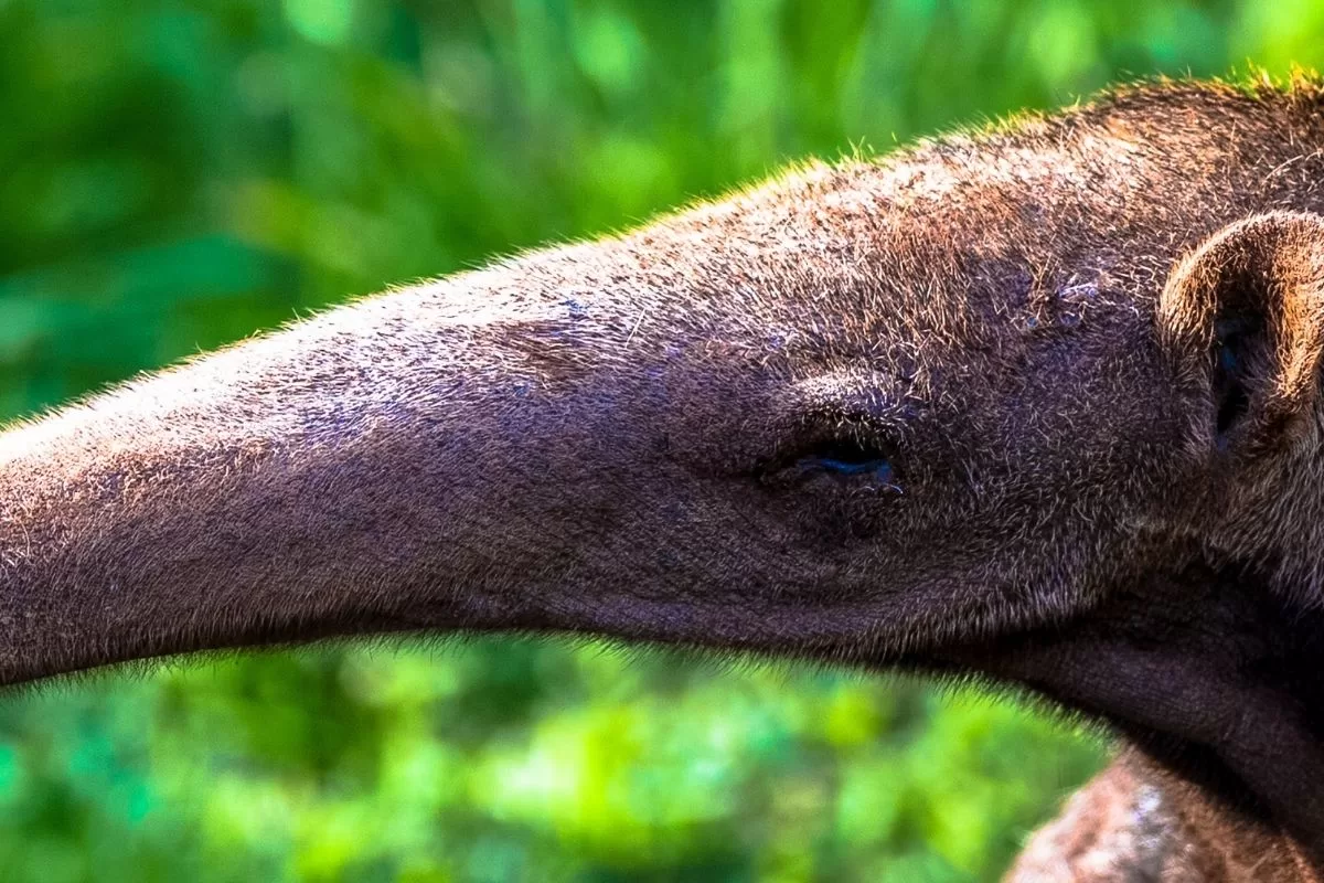 5 Interesting Facts About Anteaters - GeoZoo.org