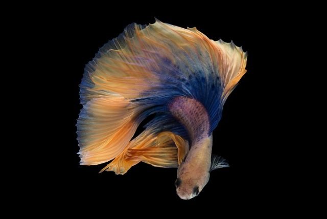 5 Amazing Fish You Can Keep as Pets - GeoZoo.org