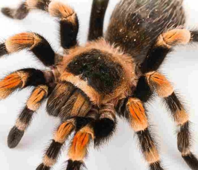 Tarantula 101: Guide To Raising This Incredible Creature - GeoZoo.org