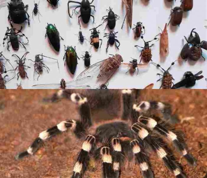 Tarantula 101: Guide To Raising This Incredible Creature - GeoZoo.org