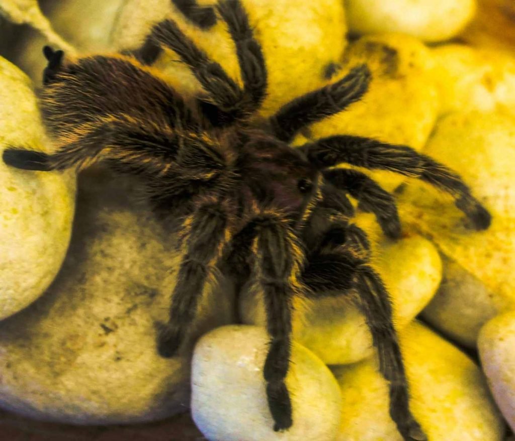Tarantula Cribs: Which Tarantula Enclosure is Best For You?