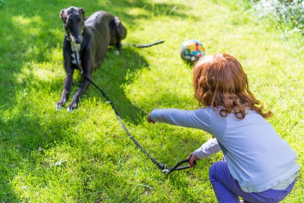 Why Greyhounds Are Great Family Dogs - GeoZoo.org