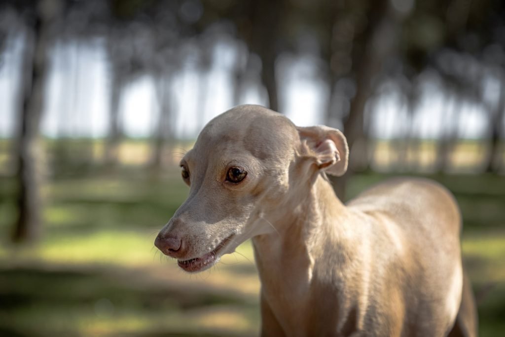 Why Greyhounds Are Great Family Dogs - GeoZoo.org