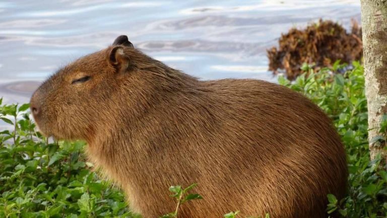 Capybara Breakdown - Insight Into The Largest Living Rodent - GeoZoo.org