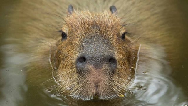 Capybara Breakdown Insight Into The Largest Living Rodent GeoZoo Capybara Breakdown Insight Into The Largest Living Rodent GeoZoo