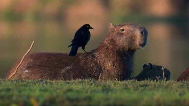Capybara Breakdown - Insight Into The Largest Living Rodent - GeoZoo.org