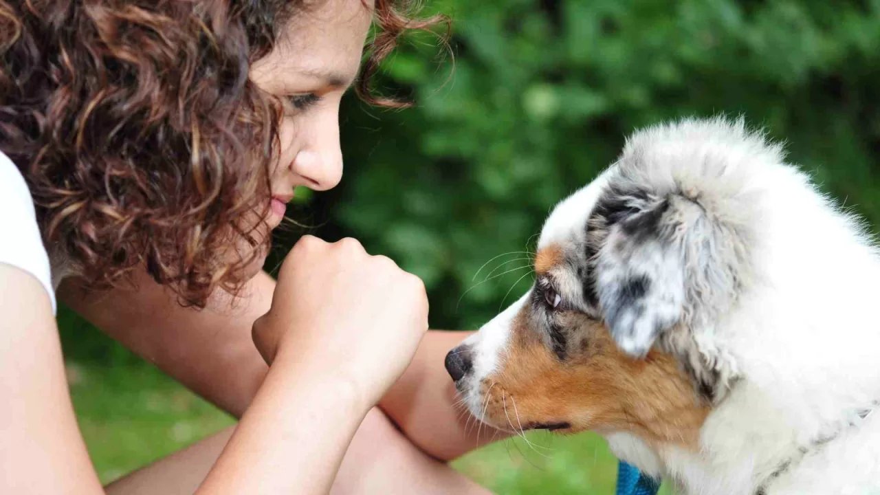 For Those Precious Canine Connections: Ideas To Celebrate The National ...