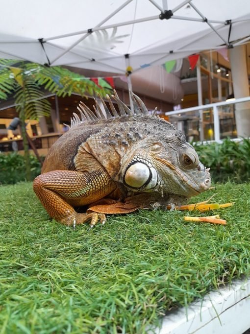 Ultimate Guide to Caring for Your Pet Iguana - GeoZoo.org