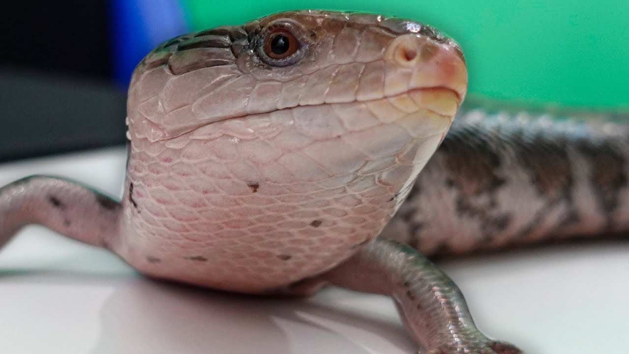 Complete Guide on Caring for a Northern Blue tongue Skink