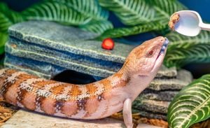 Complete Guide on Caring for a Northern Blue tongue Skink