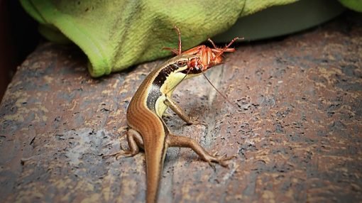 What Does a Skink Lizard Eat? A Comprehensive Guide