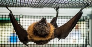 Can You Have Bats as Pets? The Pros and Cons of Owning One