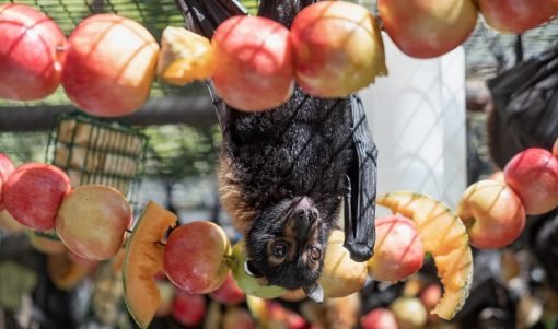 Can You Have Bats as Pets? The Pros and Cons of Owning One
