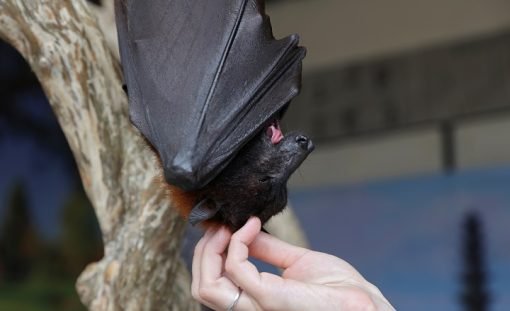 Can You Have Bats as Pets? The Pros and Cons of Owning One