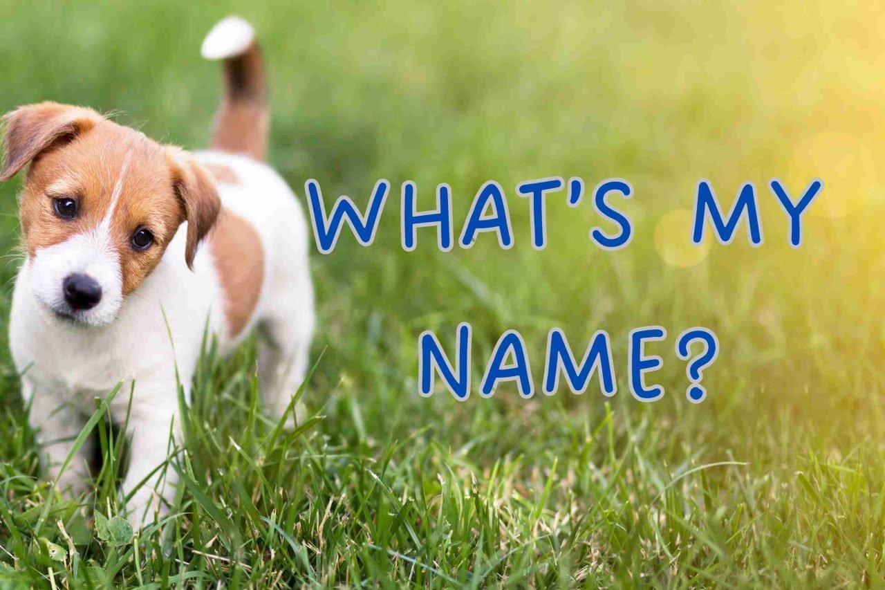 How to Effectively Name a Pet: Tips and Ideas for 2024 - GeoZoo.org