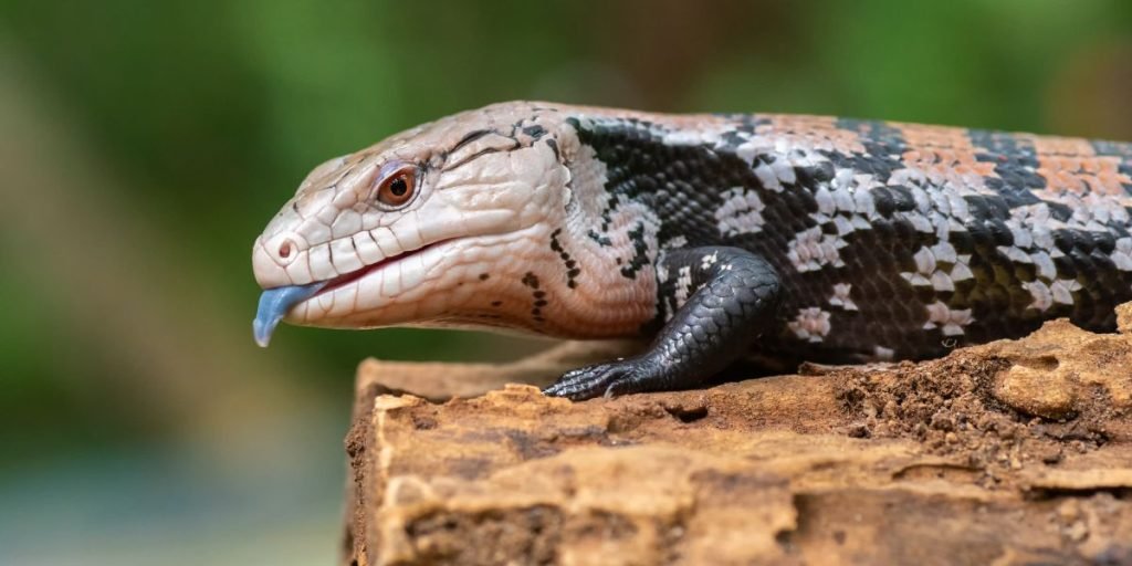 Creating the Perfect Blue Tongue Skink Enclosure: A Guide