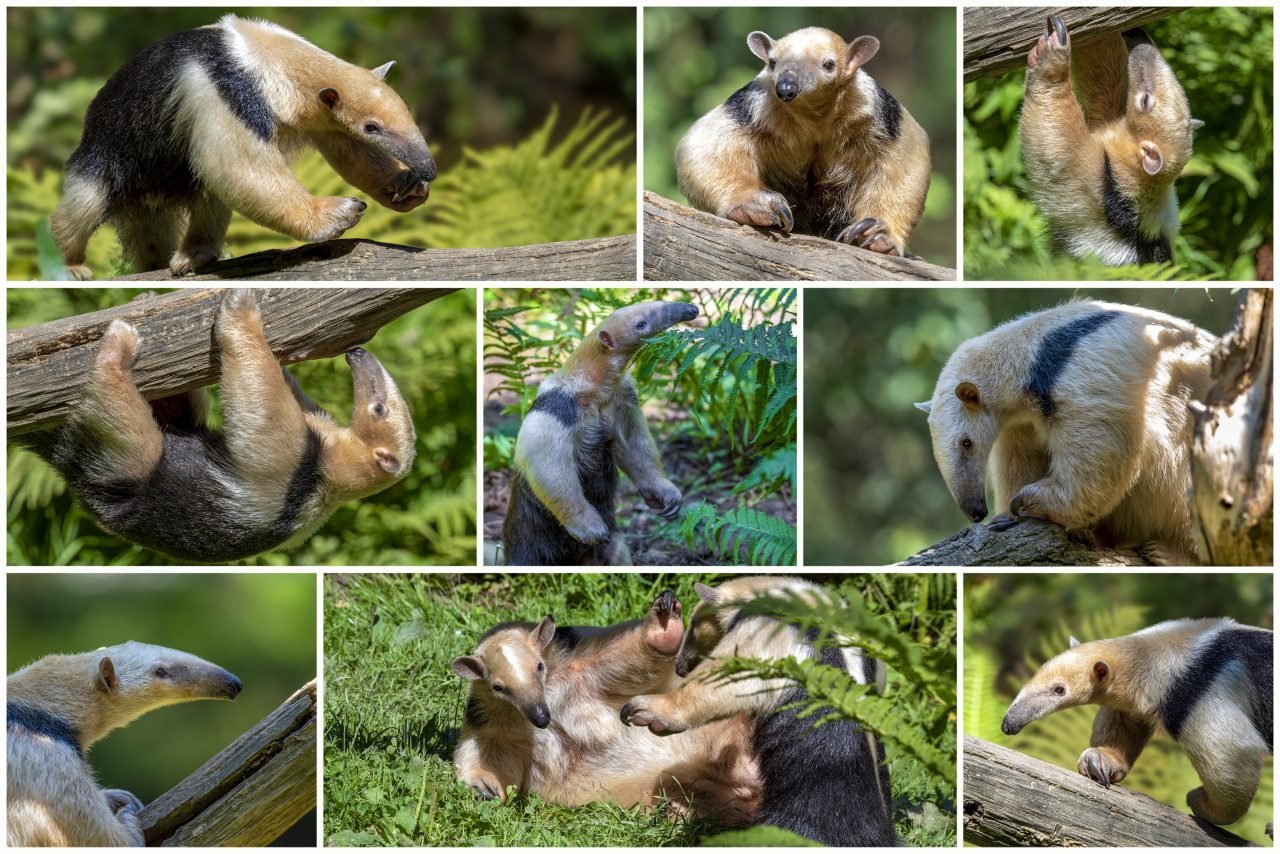 Can You Have a Pet Anteater? A Vet-Reviewed Guide