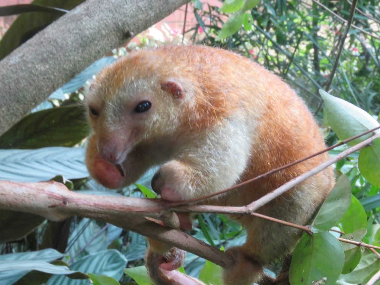 Can You Have a Pet Anteater? A Vet-Reviewed Guide