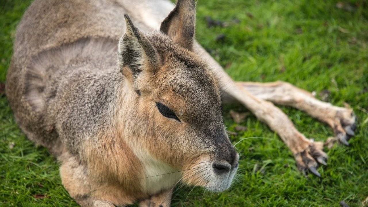 Explore the World of Patagonian Cavy as Pets | Guide & Tips