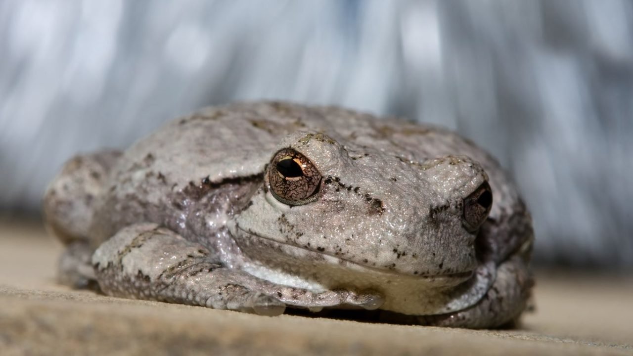Top 5 Best Pet Frogs for Beginners | GeoZoo Care Guide