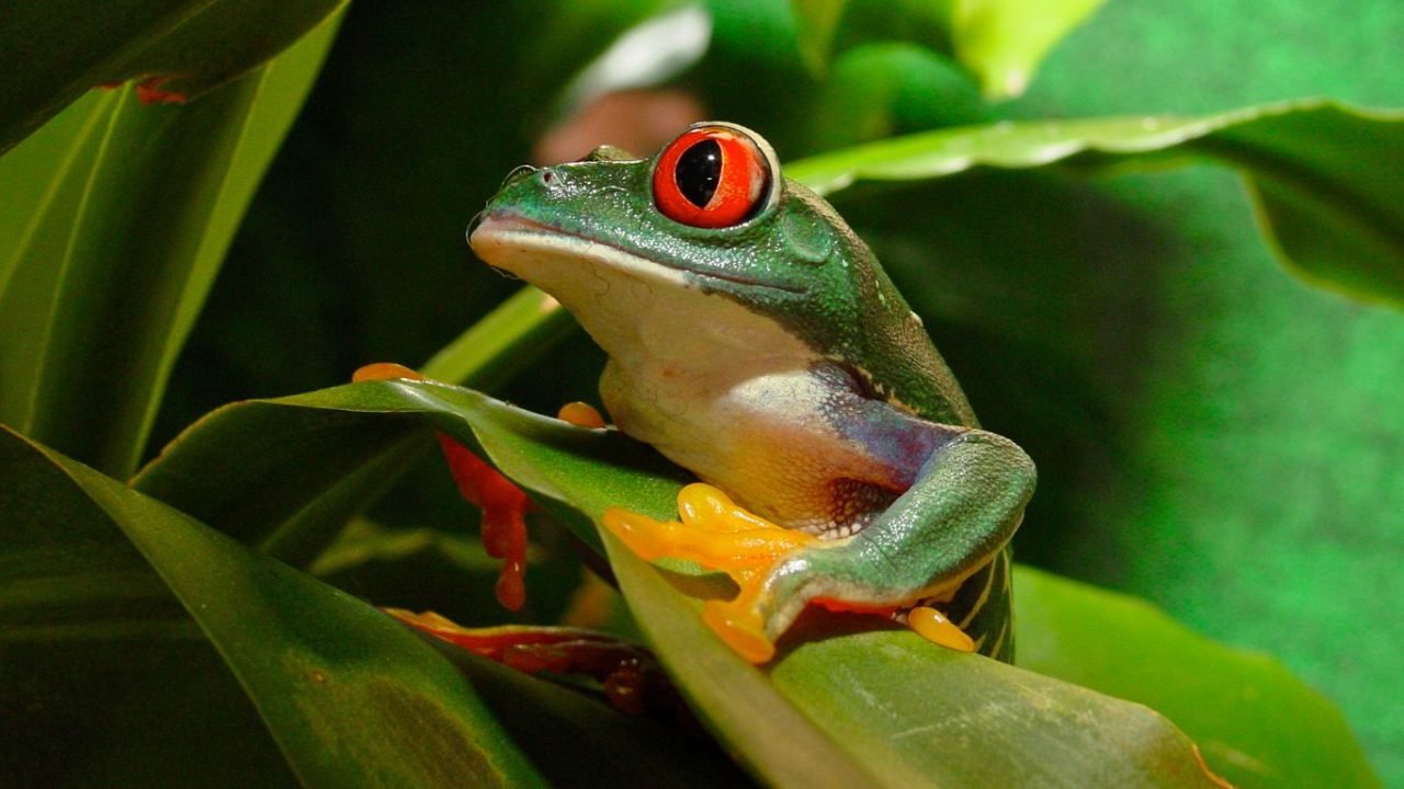 Top 5 Best Pet Frogs for Beginners | GeoZoo Care Guide