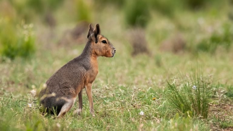 Explore the World of Patagonian Cavy as Pets | Guide & Tips
