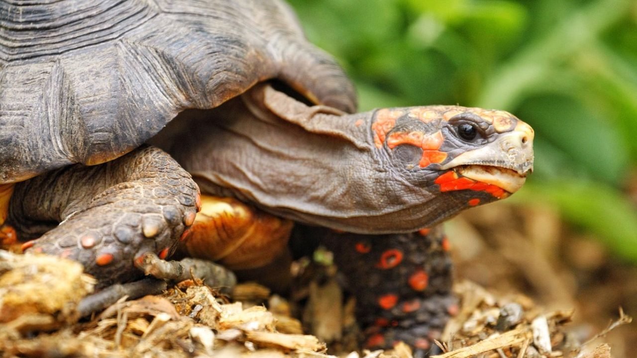 Red Foot Tortoise Breeding: Tips & Insights