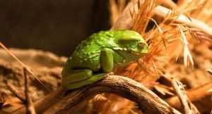 American Green Tree Frog Habitat: A GeoZoo Guide