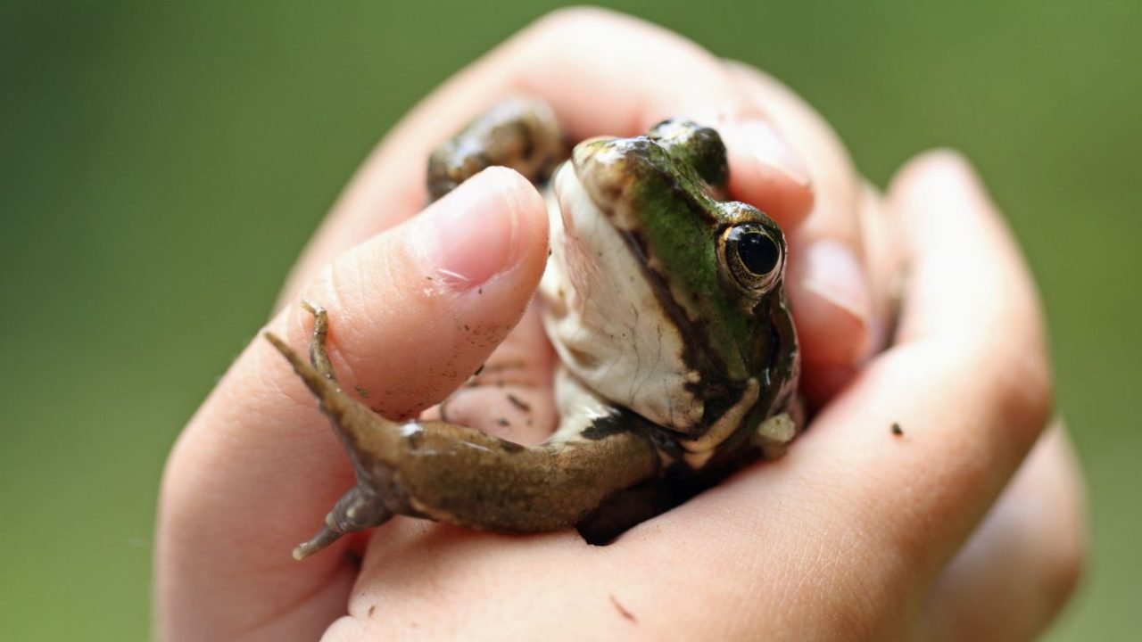 How Long Do Pet Frogs Live? GeoZoo Care Guide