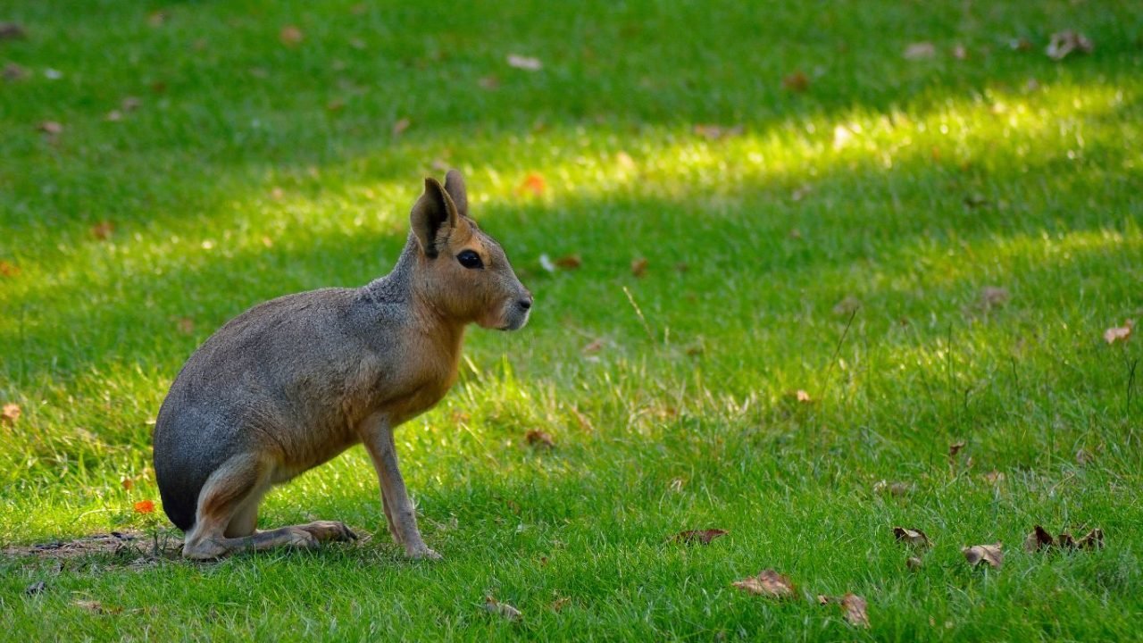 Are Patagonian Cavies Legal in the United States? Find Out!