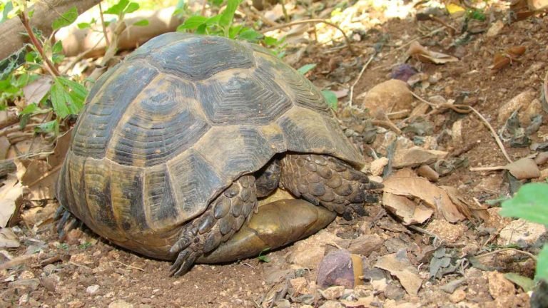 Ultimate Guide to Tortoise Brumation- Should I Put My Tort In the ...