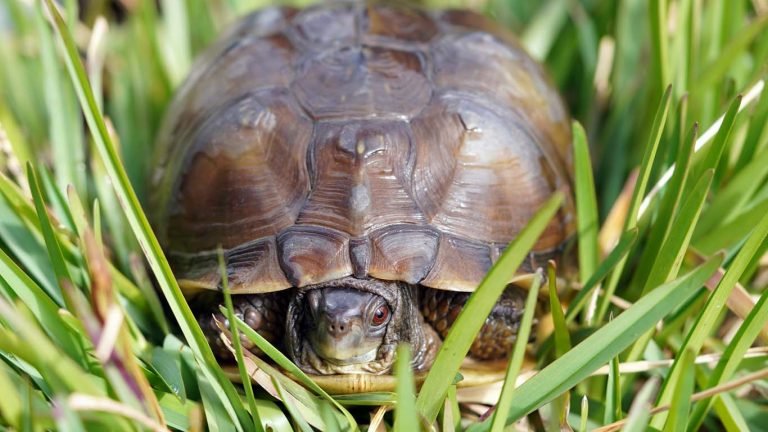 Ultimate Guide to Tortoise Brumation- Should I Put My Tort In the ...