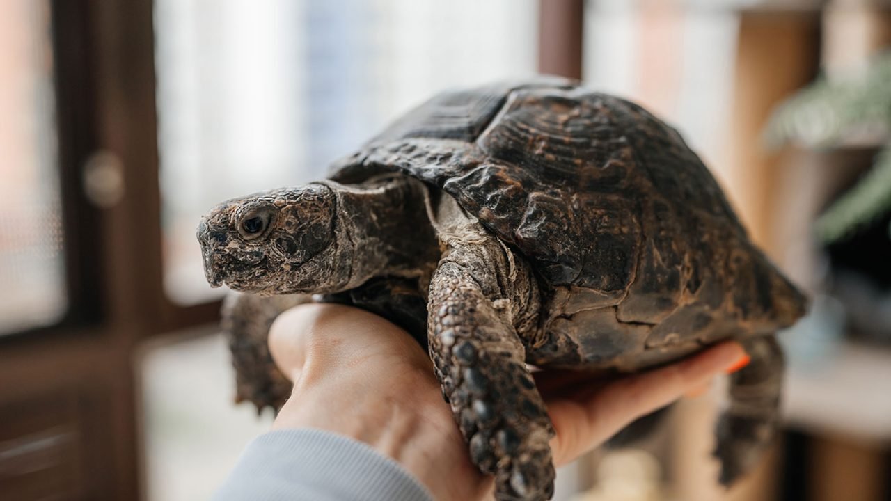 How to Take Care of Pet Tortoise: A Beginner's Guide