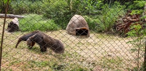 Can You Have a Pet Anteater? A Vet-Reviewed Guide