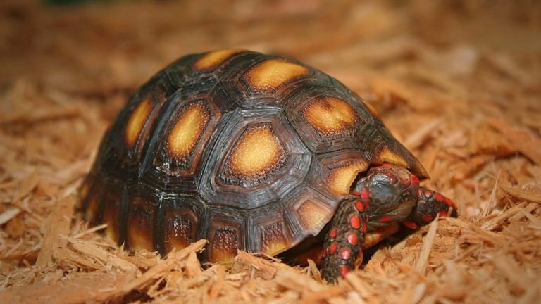 Best Red Foot Tortoise Substrate Picks & Tips