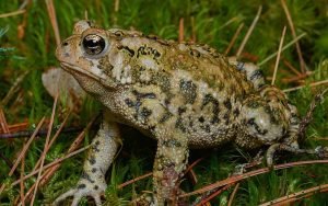 Discover a Toad's Lifespan: How Long Does a Toad Live?
