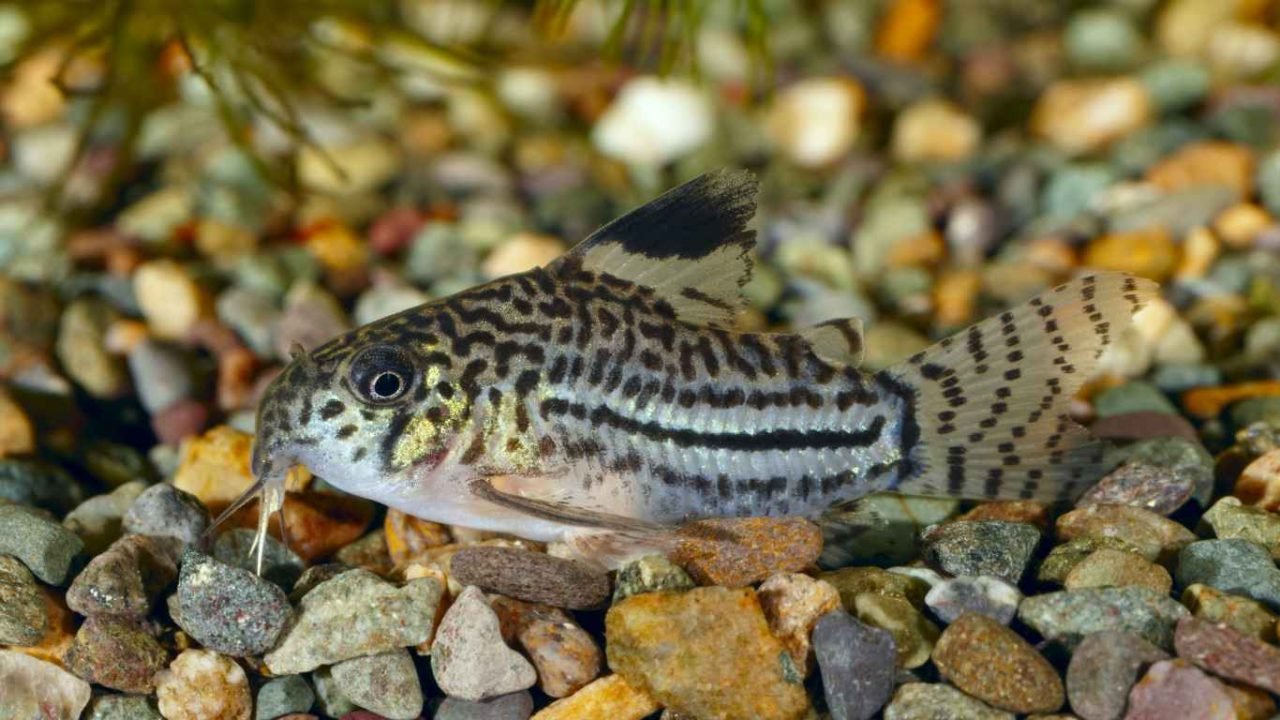 Explore Types of Corydoras Catfish Varieties