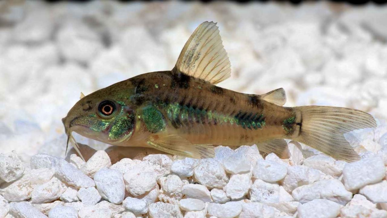 Explore Types of Corydoras Catfish Varieties
