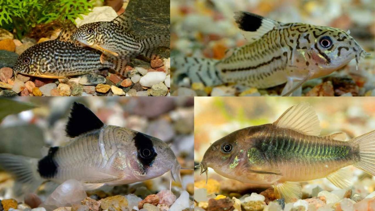 Explore Types of Corydoras Catfish Varieties