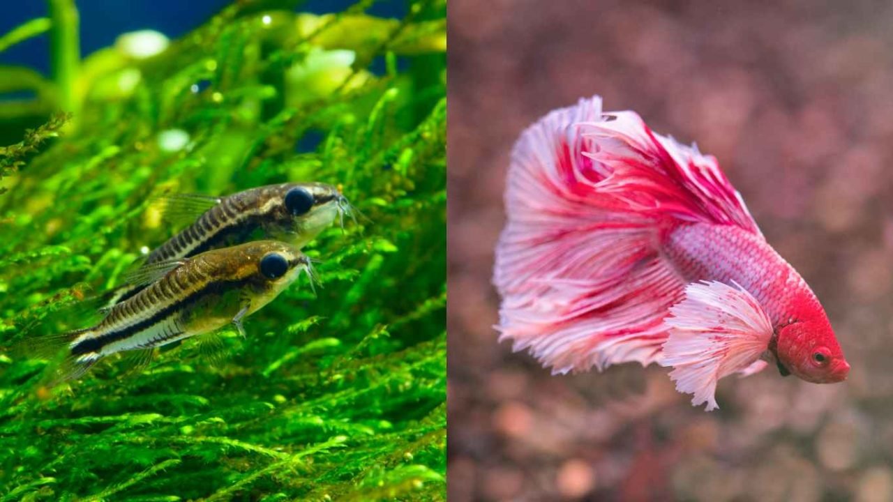 Corydoras and Betta Fish: Peaceful Tank Mates