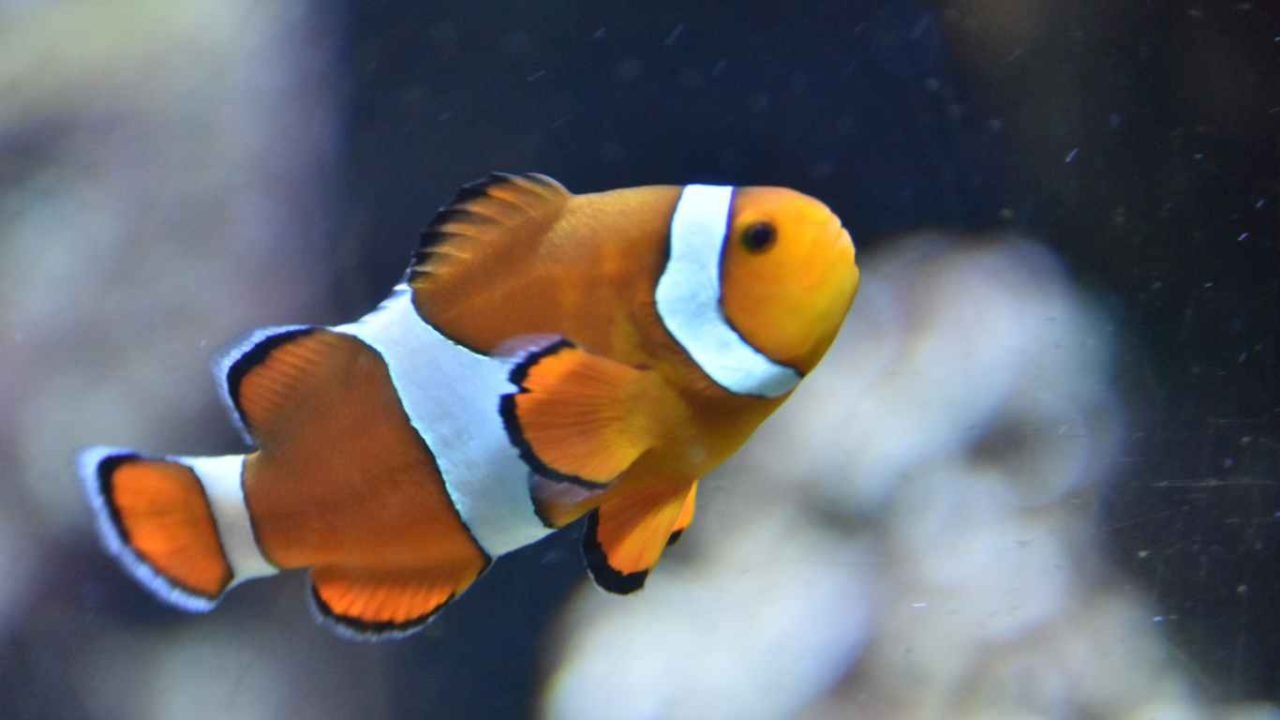 Do Corydoras Eat Snails? Aquatic Diet Facts