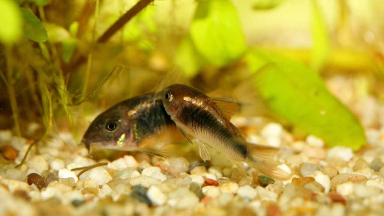 Do Corydoras Eat Snails? Aquatic Diet Facts