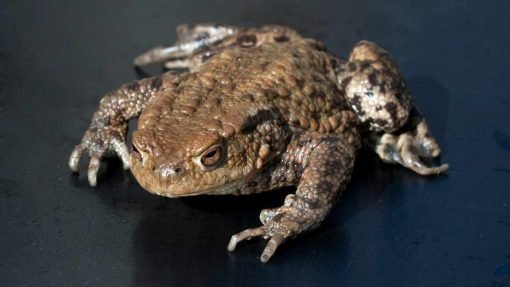 Discover a Toad's Lifespan: How Long Does a Toad Live?
