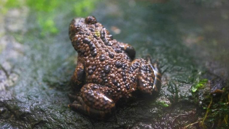 Discover a Toad's Lifespan: How Long Does a Toad Live?