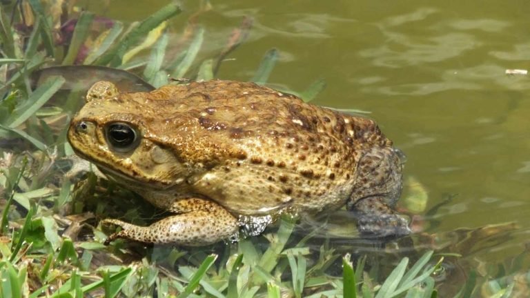 Discover a Toad's Lifespan: How Long Does a Toad Live?